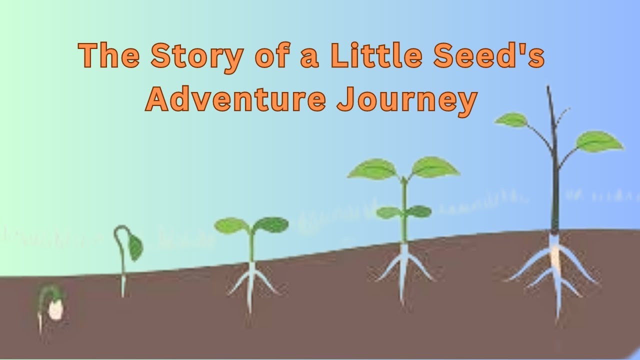 The story of a Little Seed's Adventure Journey - YouTube