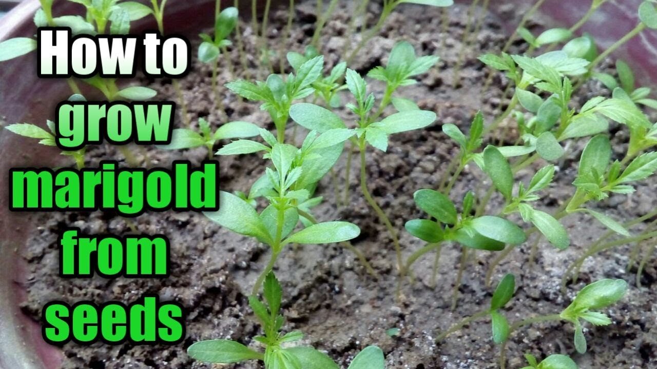 How to grow marigold from seeds - YouTube