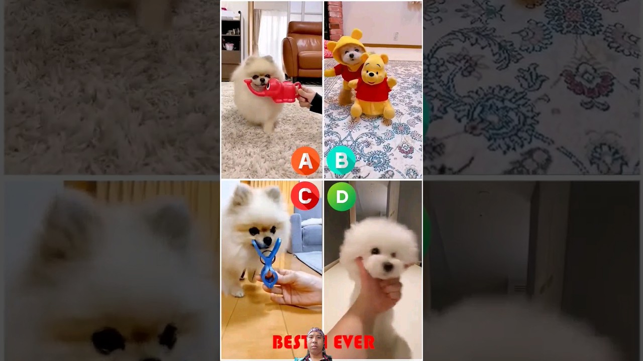 Will you choose yours as the letter ABCD? #generalchannel88 #dog # ...