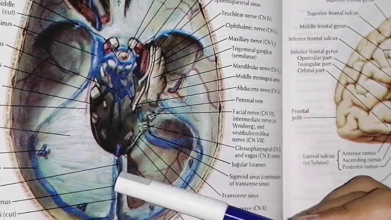 Posterior Cranial Fossa Anatomy 88 Posterior Cranial Fossa