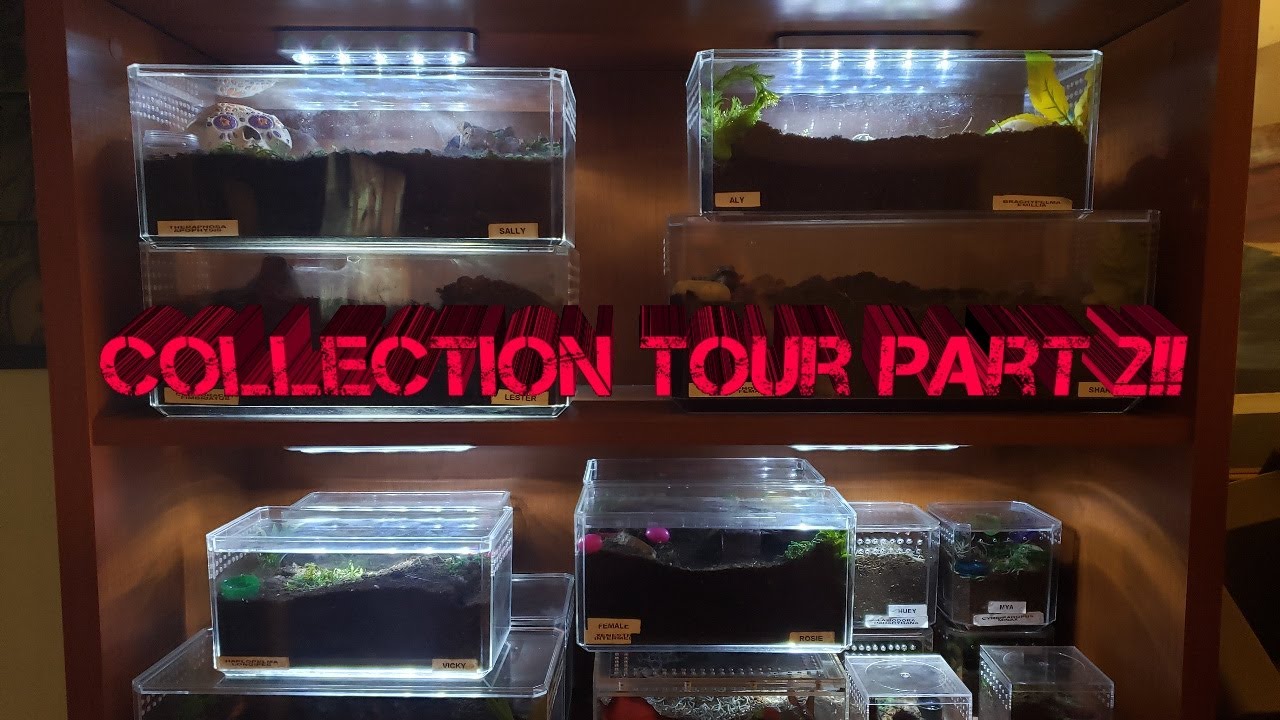Tarantula Collection Tour Part 2 - YouTube