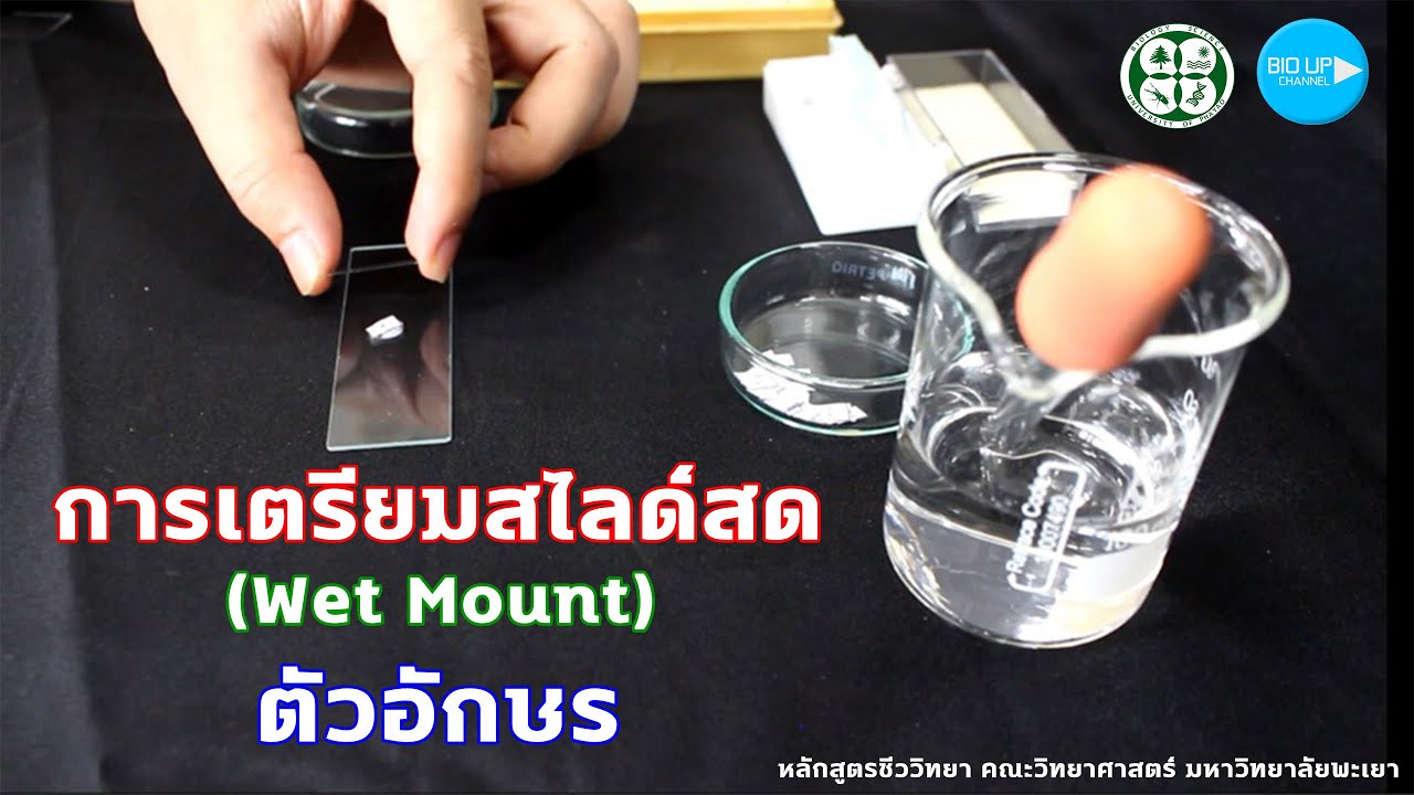 การเตรียมสไลด์สด (Wet mount) ตัวอักษร - YouTube
