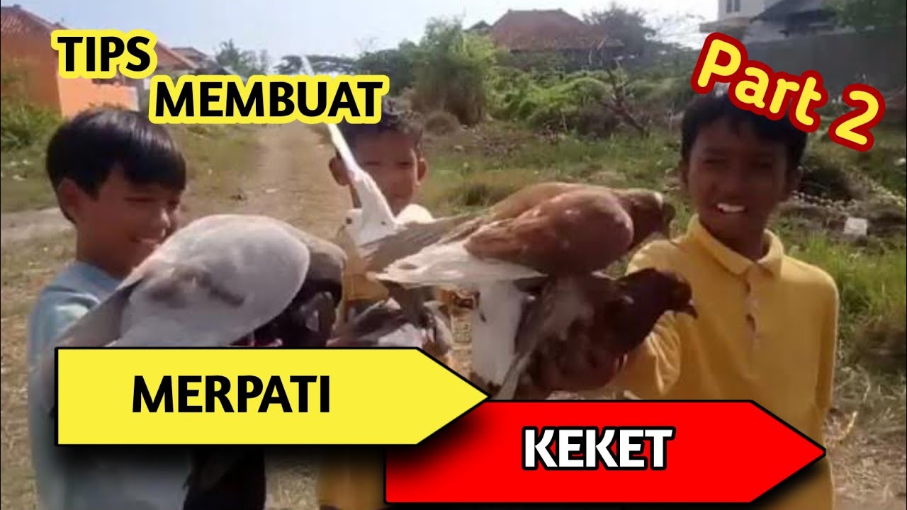 Tips membuat merpati keket part 2 - YouTube