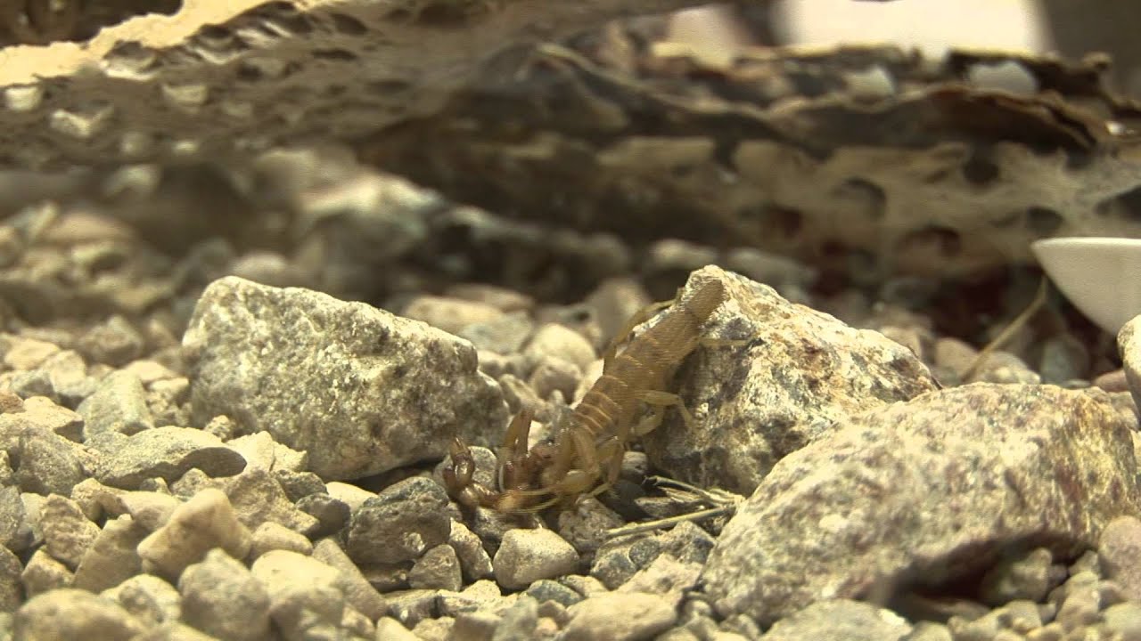 Scorpion Gives Birth then Devours Unfertilized Young - YouTube