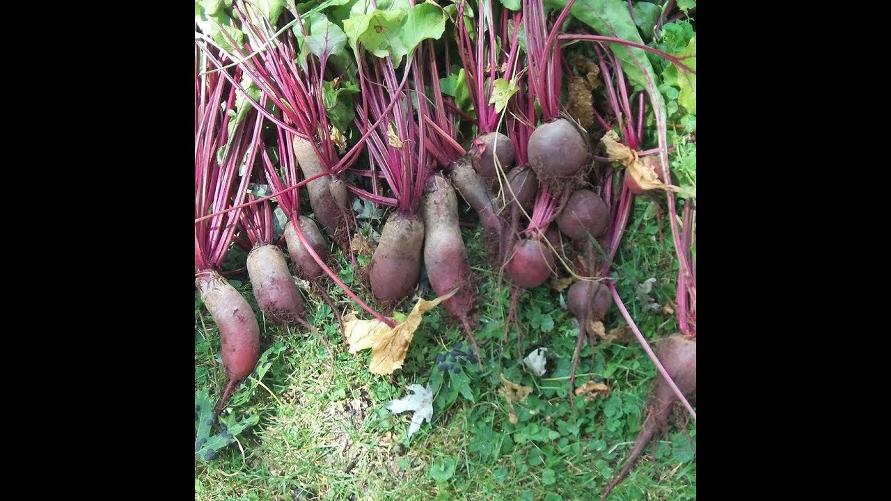Harvesting Beets in Summer and Fall - YouTube