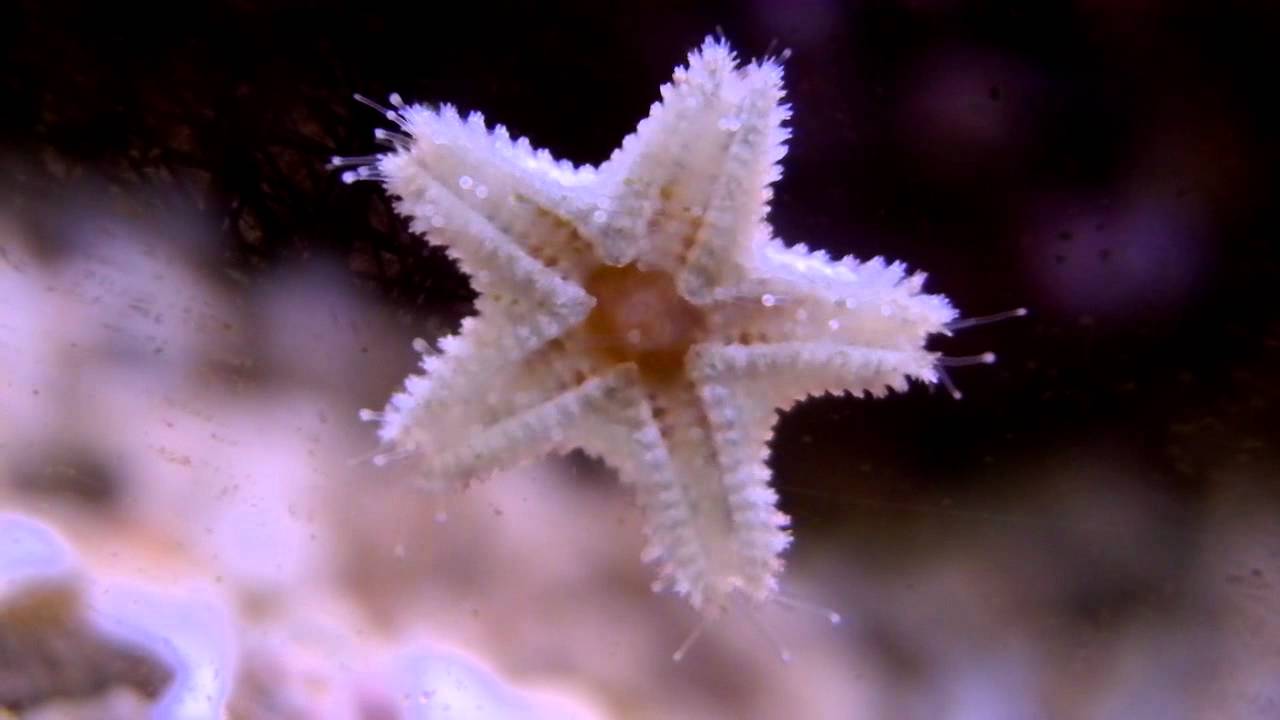 Stella Marina (Starfish), Super Macro OLYMPUS SZ-20 - YouTube