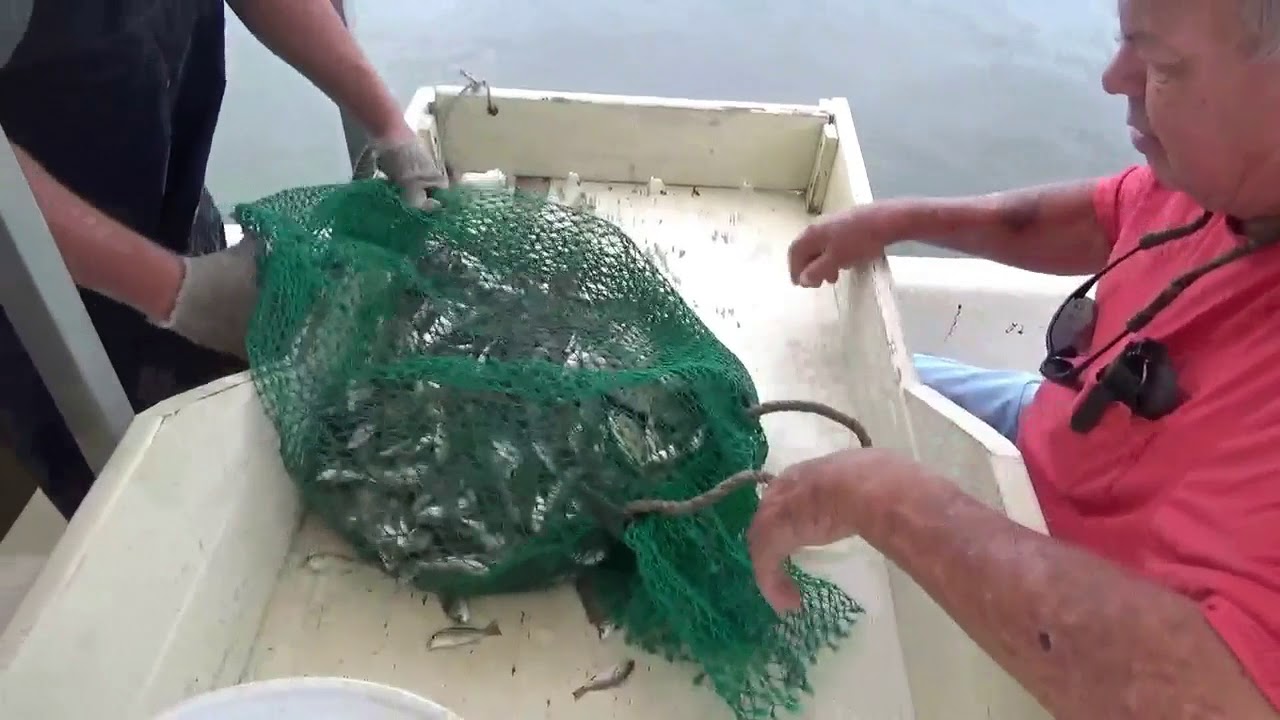 Shrimping for the first time - YouTube