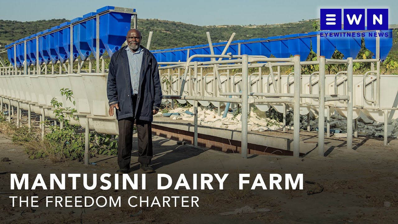 R43-million dairy farm project in Mantusini fails to deliver on land ...