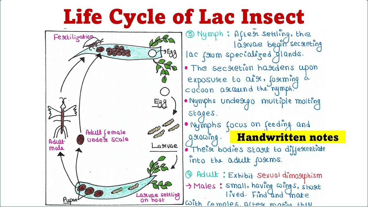 Life Cycle of Lac Insect | Easiest explanation - YouTube