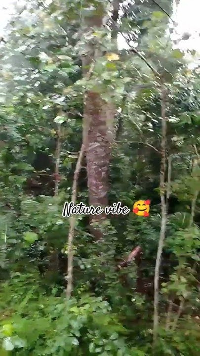 Comment Where Should I Go Next 🥰 Healling Love Nature Wildlife