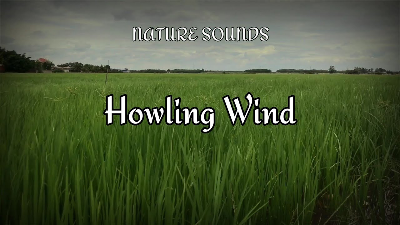Howling wind / Soothing wind sounds for insomnia and sleep disorders ...