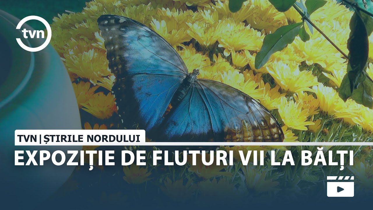 EXPOZIȚIE DE FLUTURI VII LA BĂLȚI - YouTube