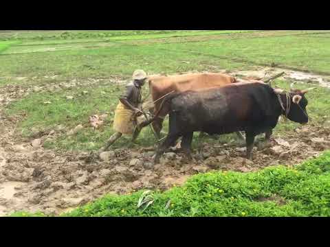 Traditional style paddy field cultivation in kerala - YouTube