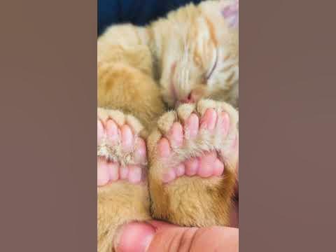 #SHORT Los gatos con 6 dedos (Polidactilia) - YouTube