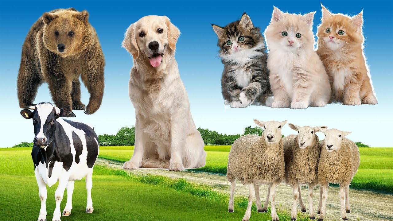 Gluttonous animals, animals that run away: bears, ducks, monkeys ...