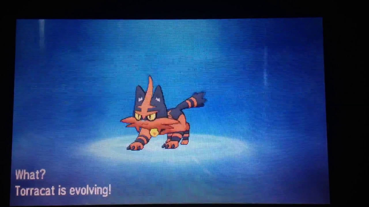 Torracat evolves into Incineroar - YouTube