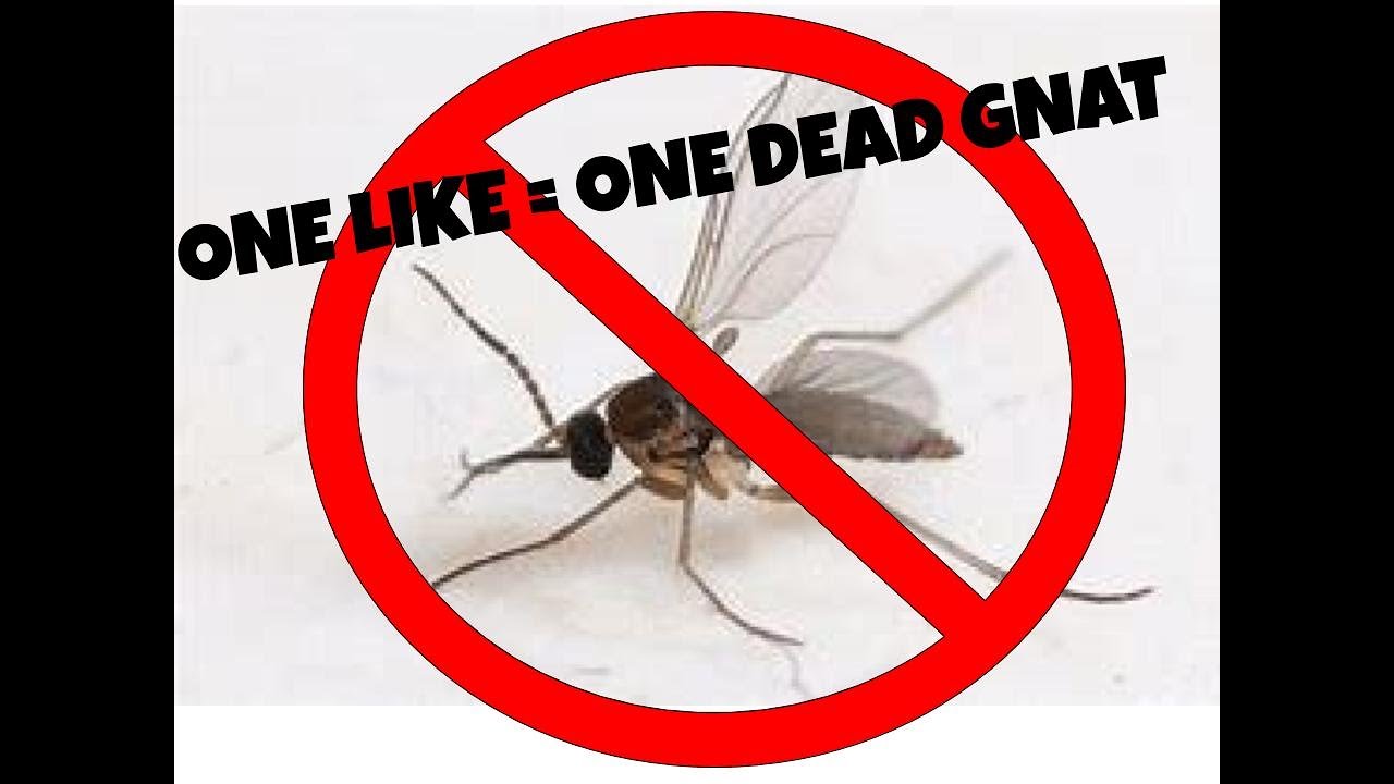 Gnats Must Be Stopped! - YouTube
