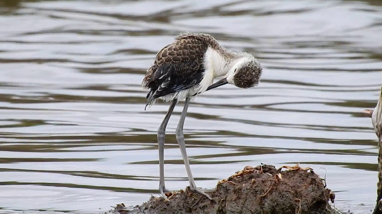 高蹺鴴寶寶 Baby Black-winged Stilt (P.2) 17/JUN/2018 - YouTube