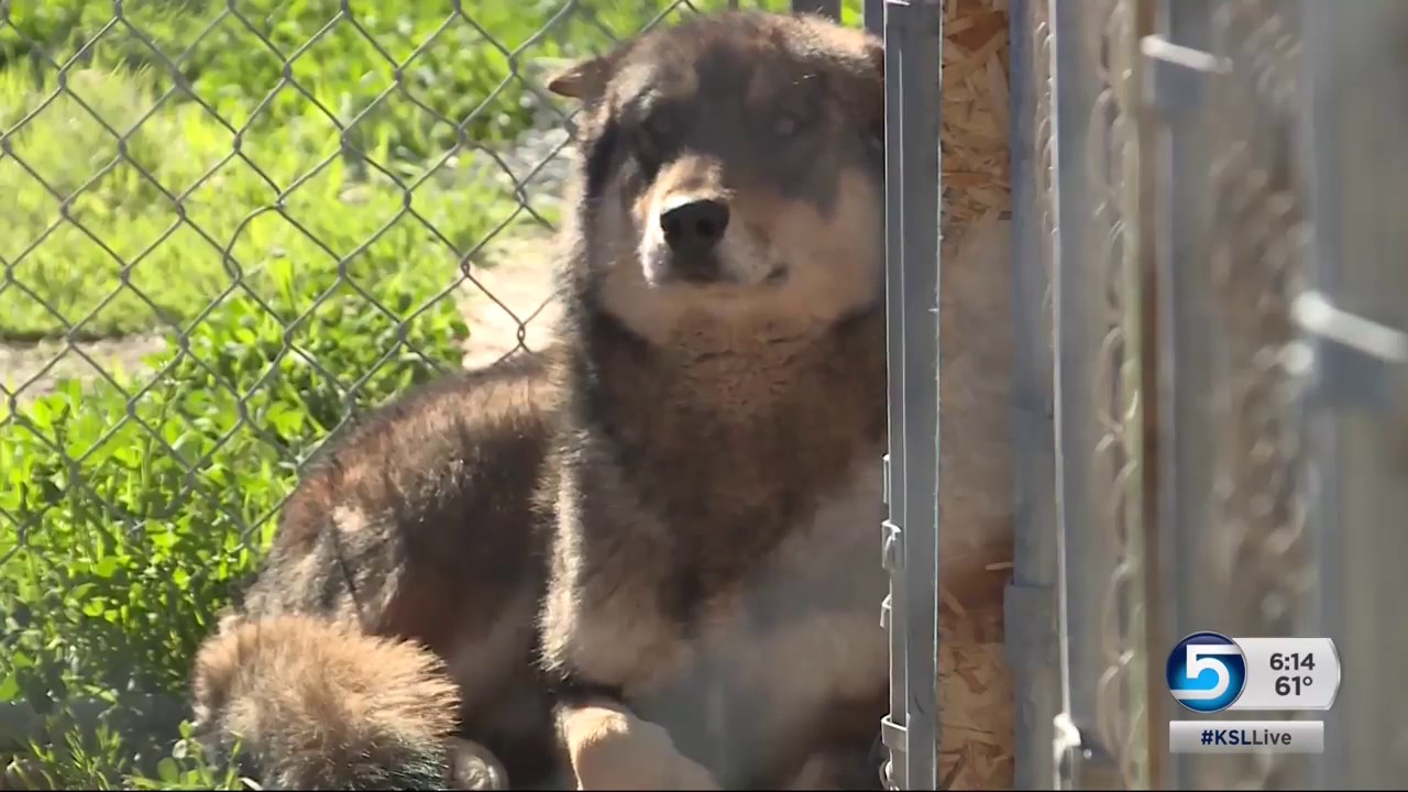 Wolves and the dying wish of a Utah County man with cancer - YouTube