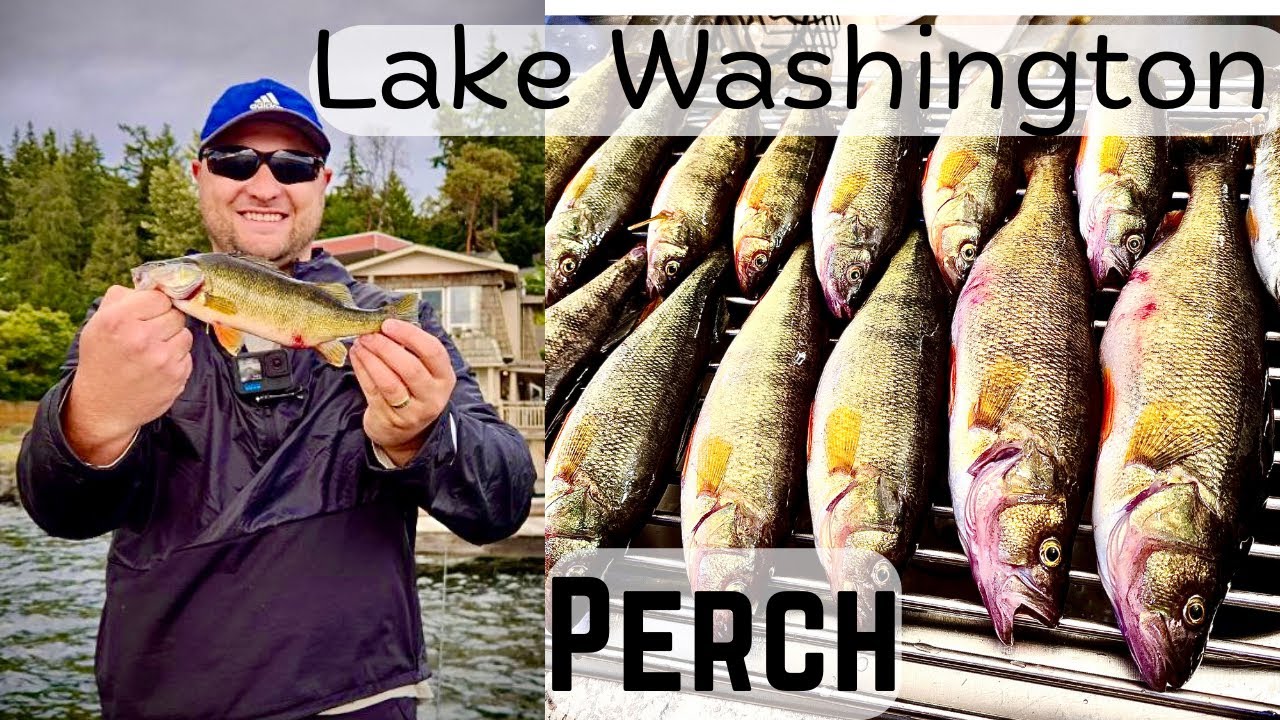 Lake Washington Perch Fishing - YouTube