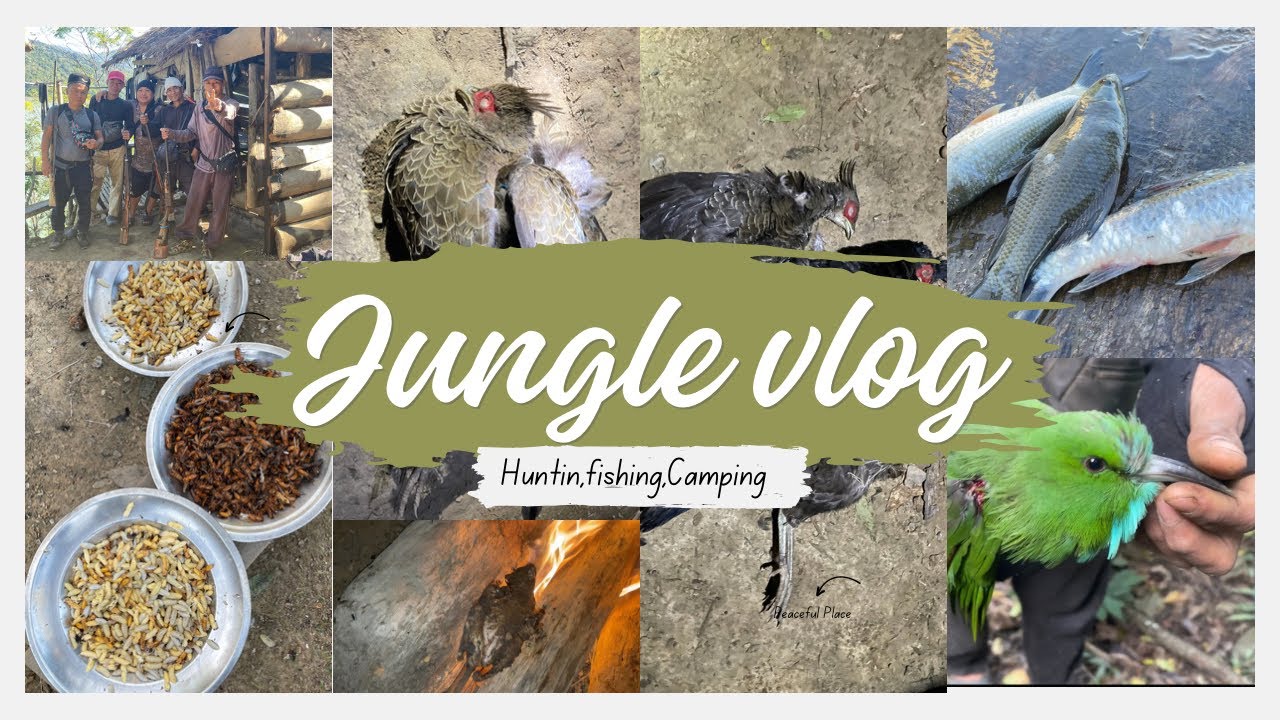 Jungle Vlogs / Hunting / Fishing / Trappings/ Bee Hunting #Catch_Clean ...