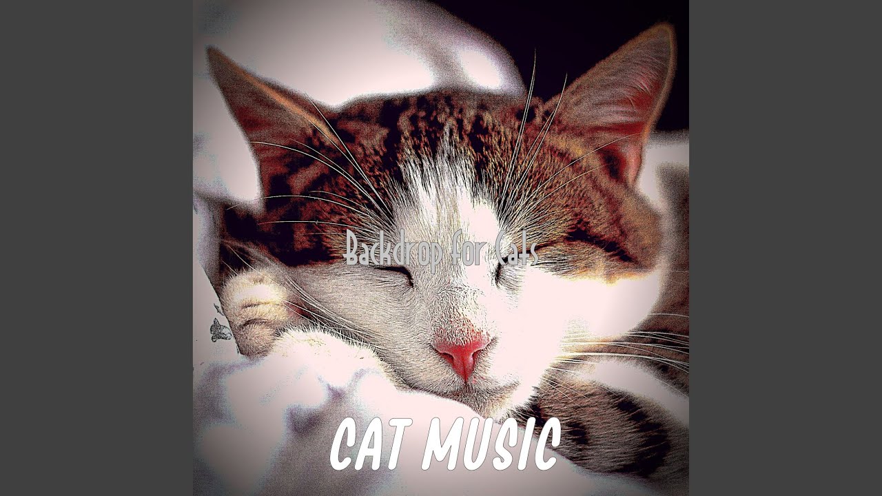 Exciting Moods for Cats - YouTube Music