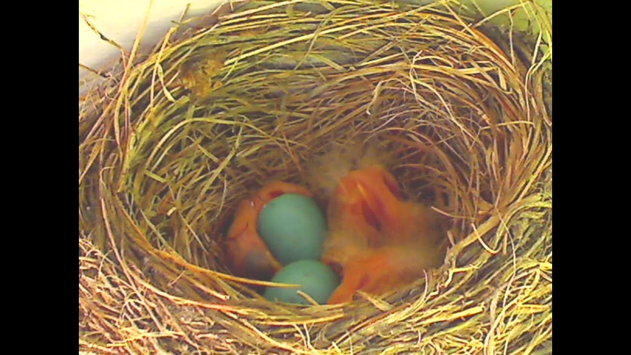 A Robin is Born (part 2) - YouTube