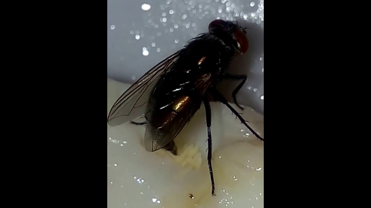 Mouche qui pond - YouTube