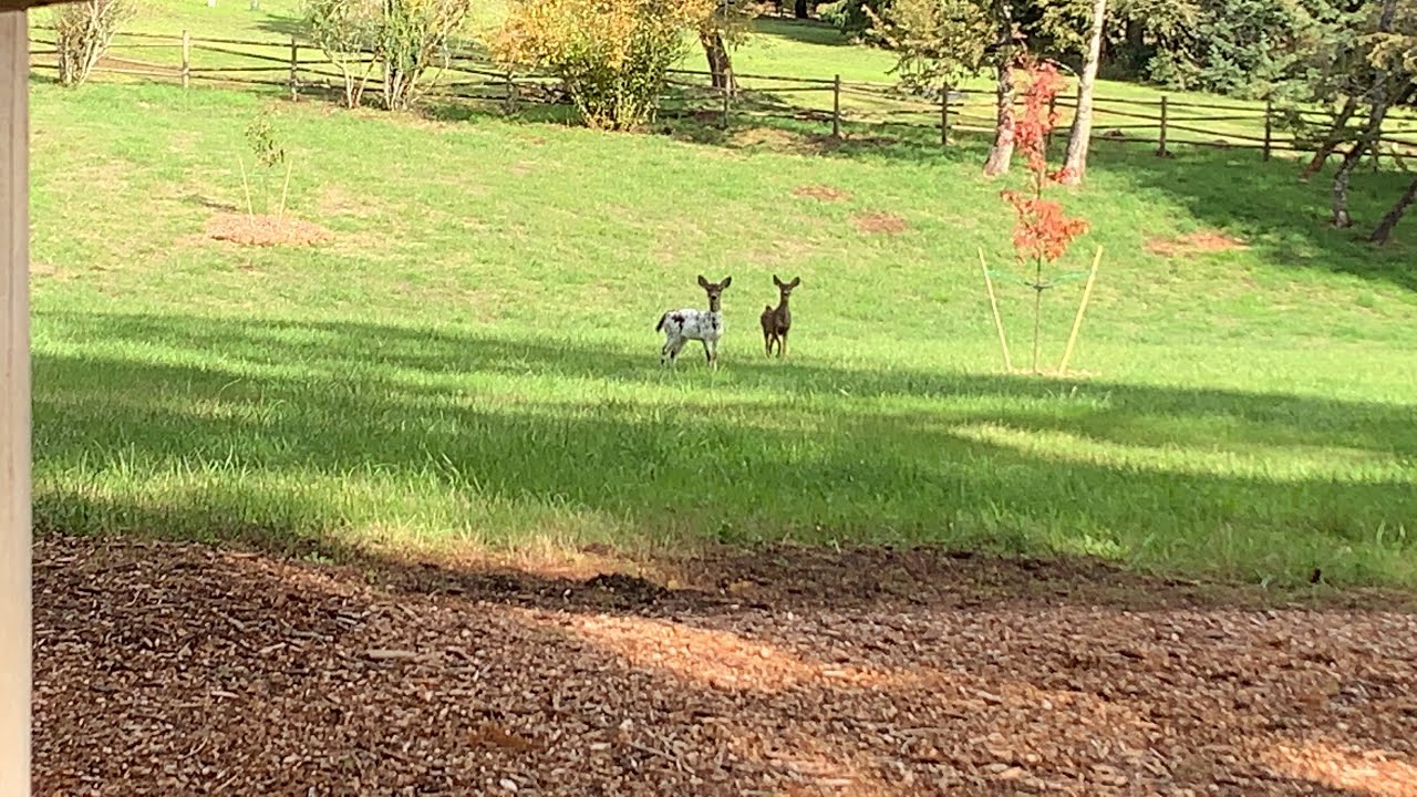 Very Rare White Deer in The Wild - YouTube