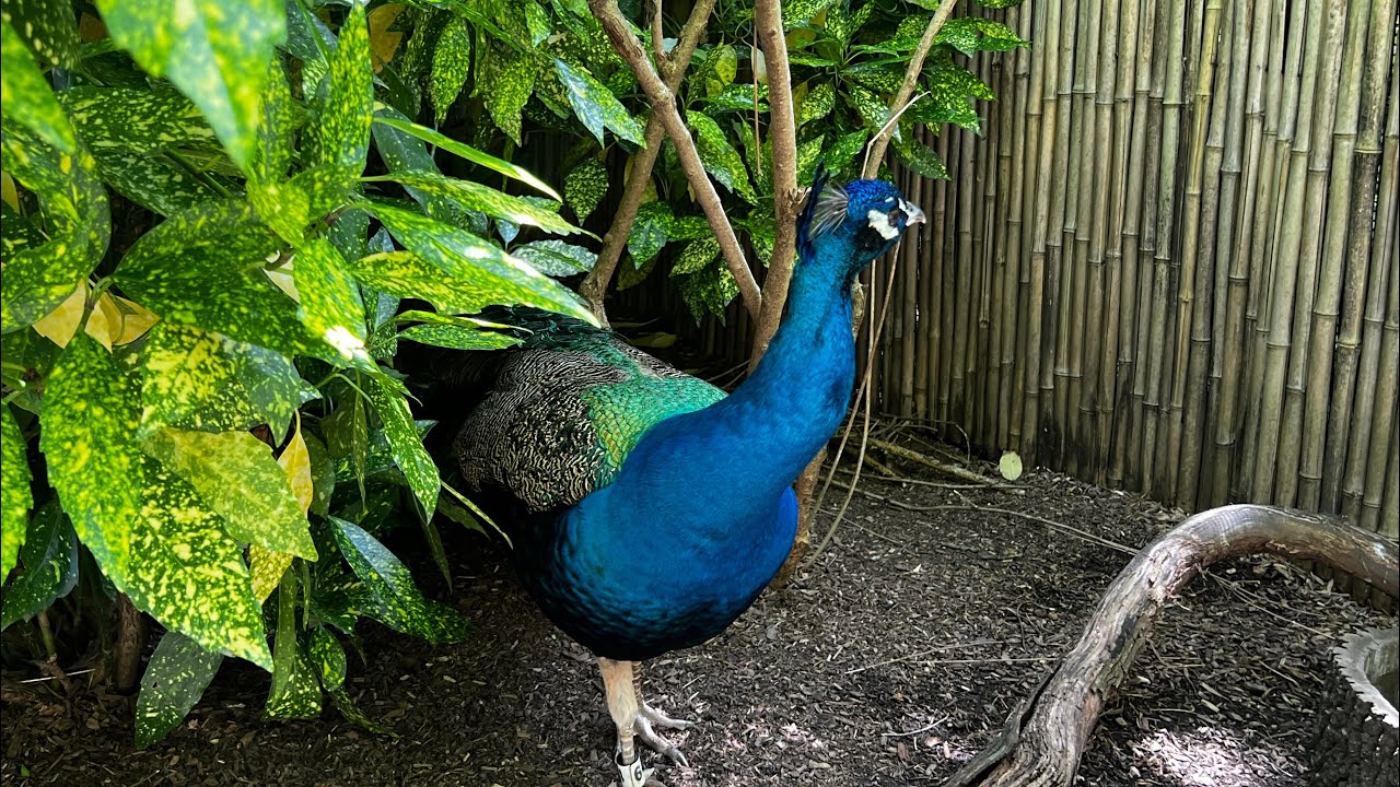 Got a Chance to view beautiful Peacock closely in Zoo | Zoo visit ...