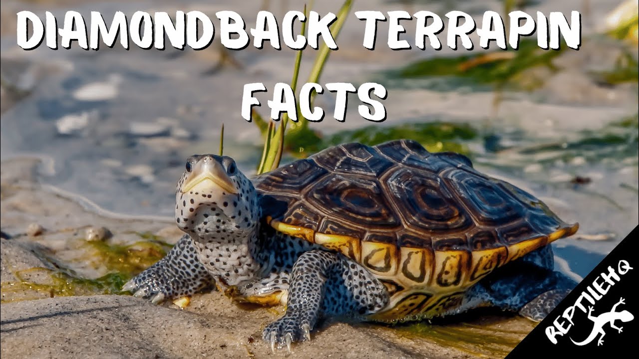 Diamondback Terrapin Facts and Information - YouTube