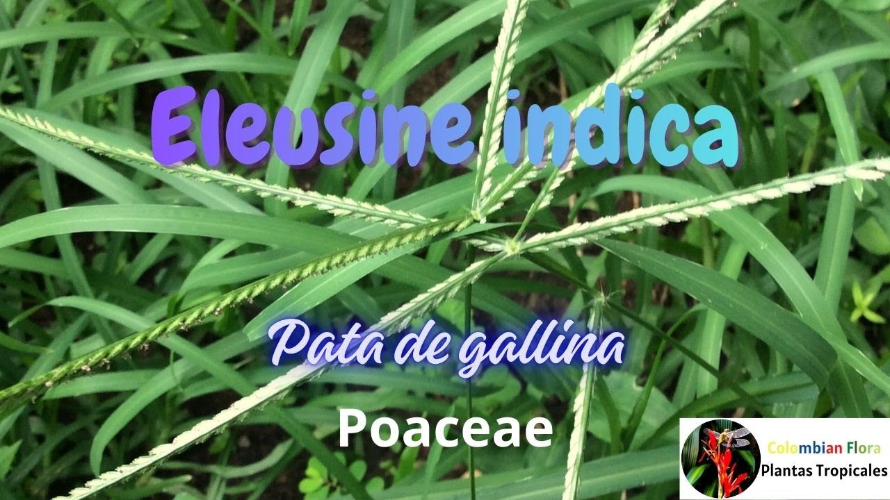 Pata de Gallina (Eleusine indica): ¡La planta que es plaga y medicina a ...