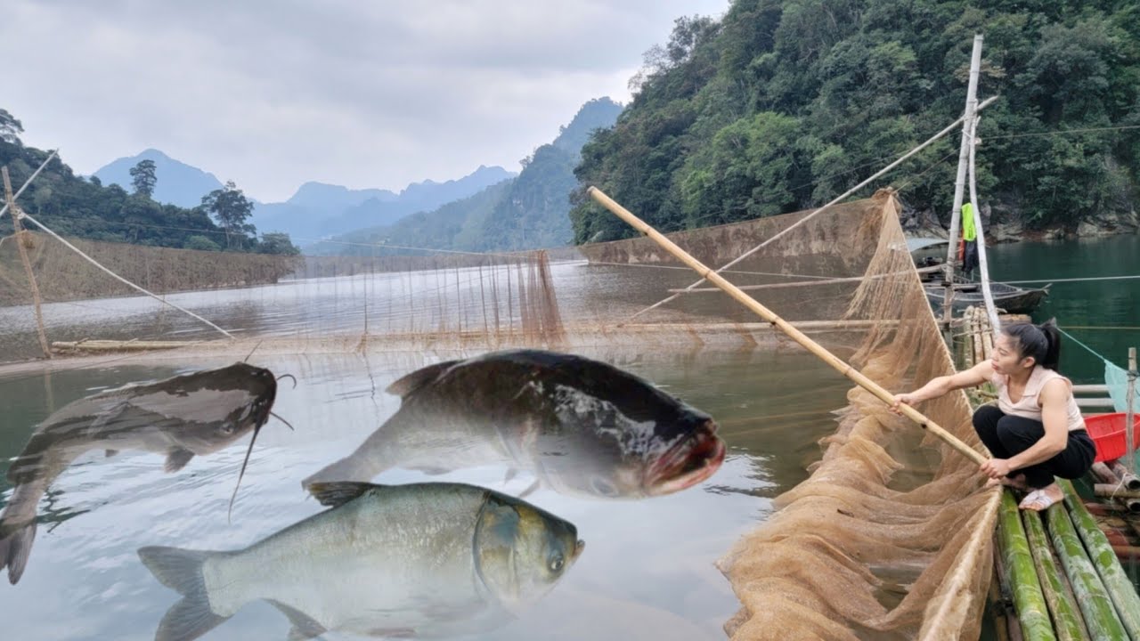Catching fish by martial arts at night, catching a giant fish as big as ...