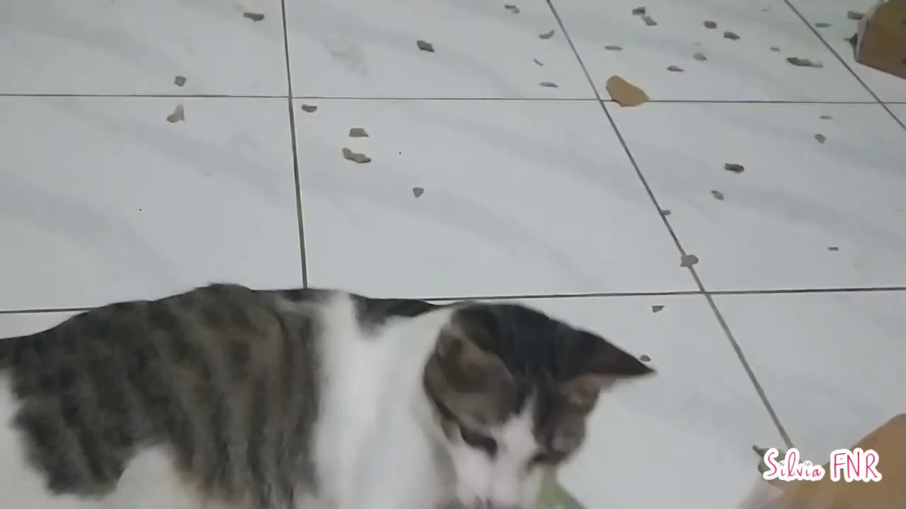 Zahra Aktif Main (Kucing Aktif) - YouTube