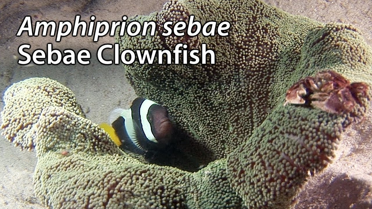 Sebae Clownfish (Amphiprion sebae) Stock Footage - HDV 1080-50i - YouTube