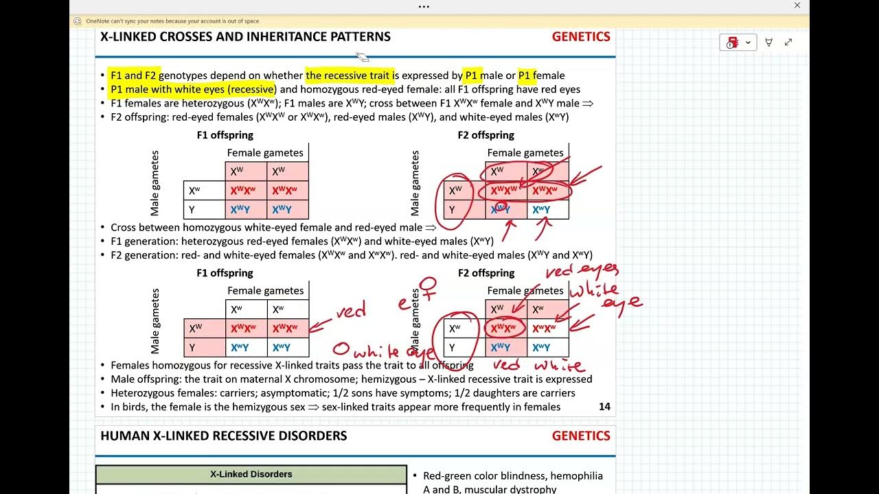 Week 12 - Genetics - part 2 - YouTube