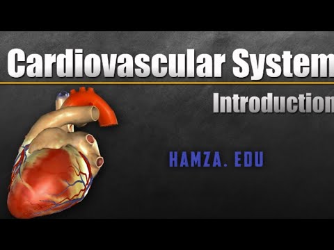 The cardiovascular system ( CVS ) || Functions || Structure ...
