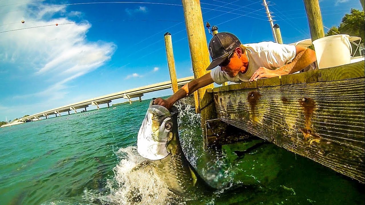 Hand Feeding Big Tarpon - YouTube