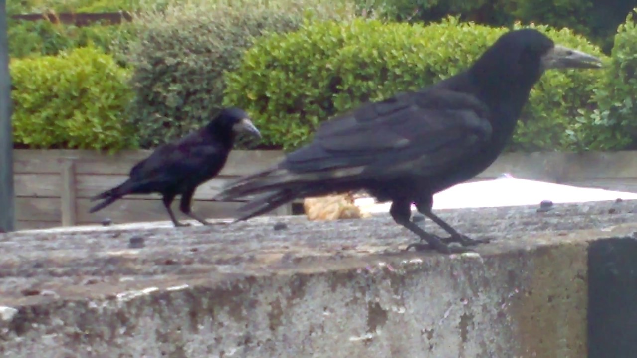 Heron, Magpies and Crow cannibalise a cooked Chicken! aka Carcass Watch ...