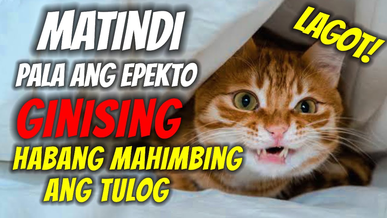 MASAMANG EPEKTO ng BIGLAANG PAGGISING sa Pusang mahimbing ang tulog ...