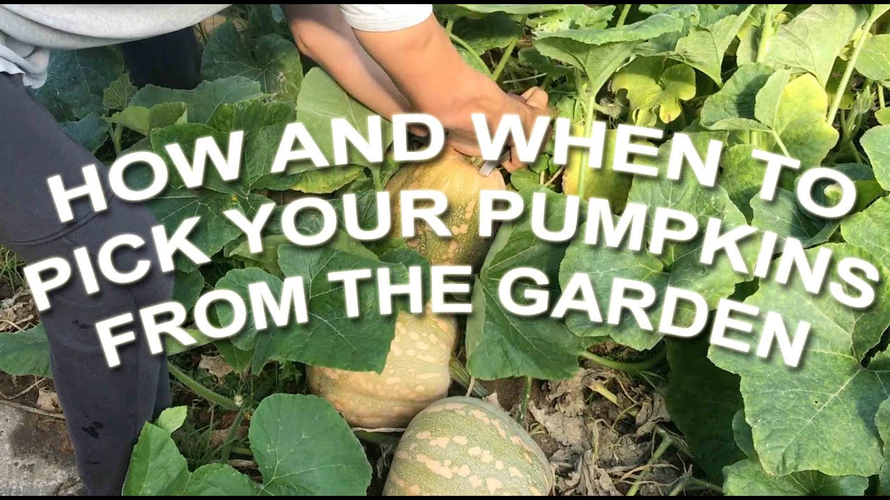 How and when to pick your pumpkins from the garden - YouTube