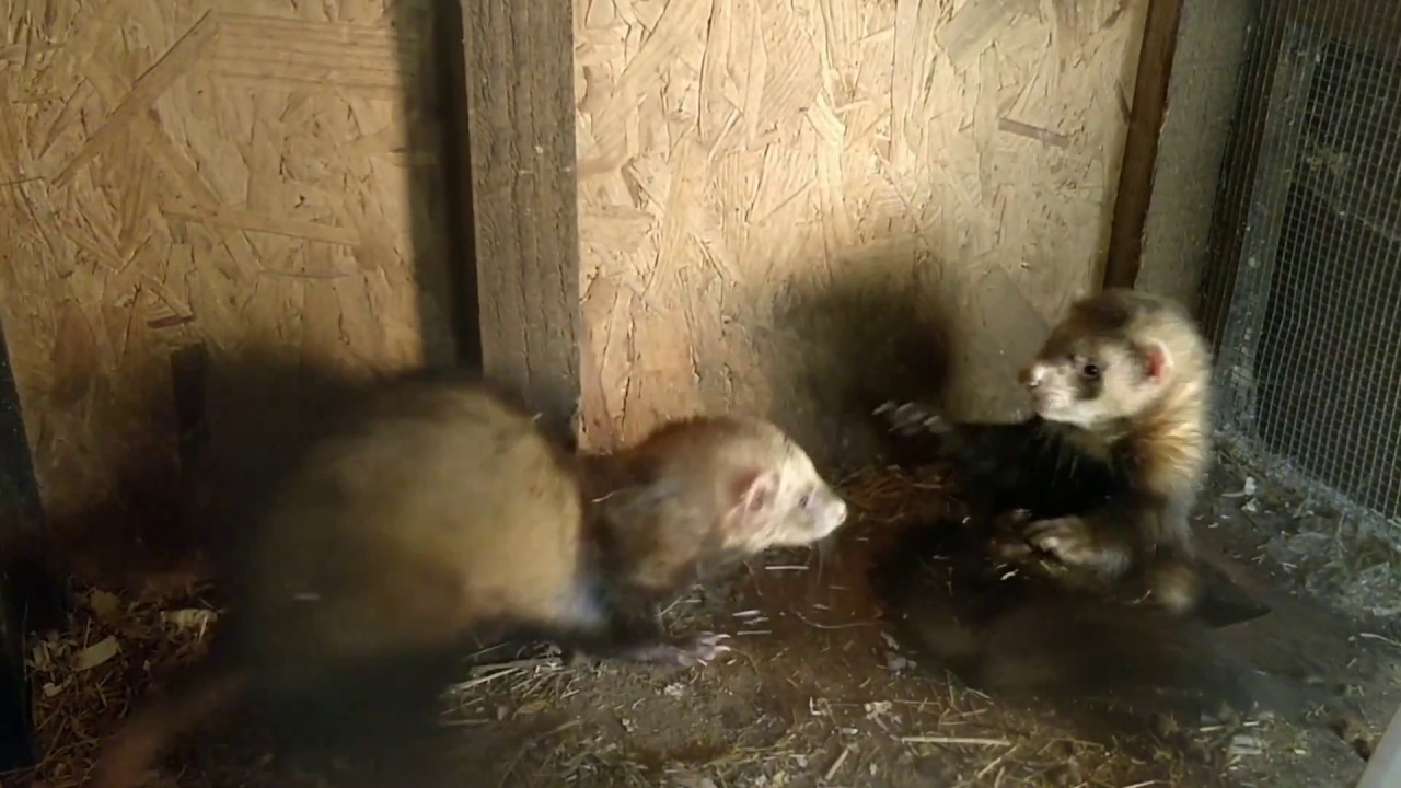 Violent and aggressive ferrets at Healey's Cider Farm, Cornwall - YouTube