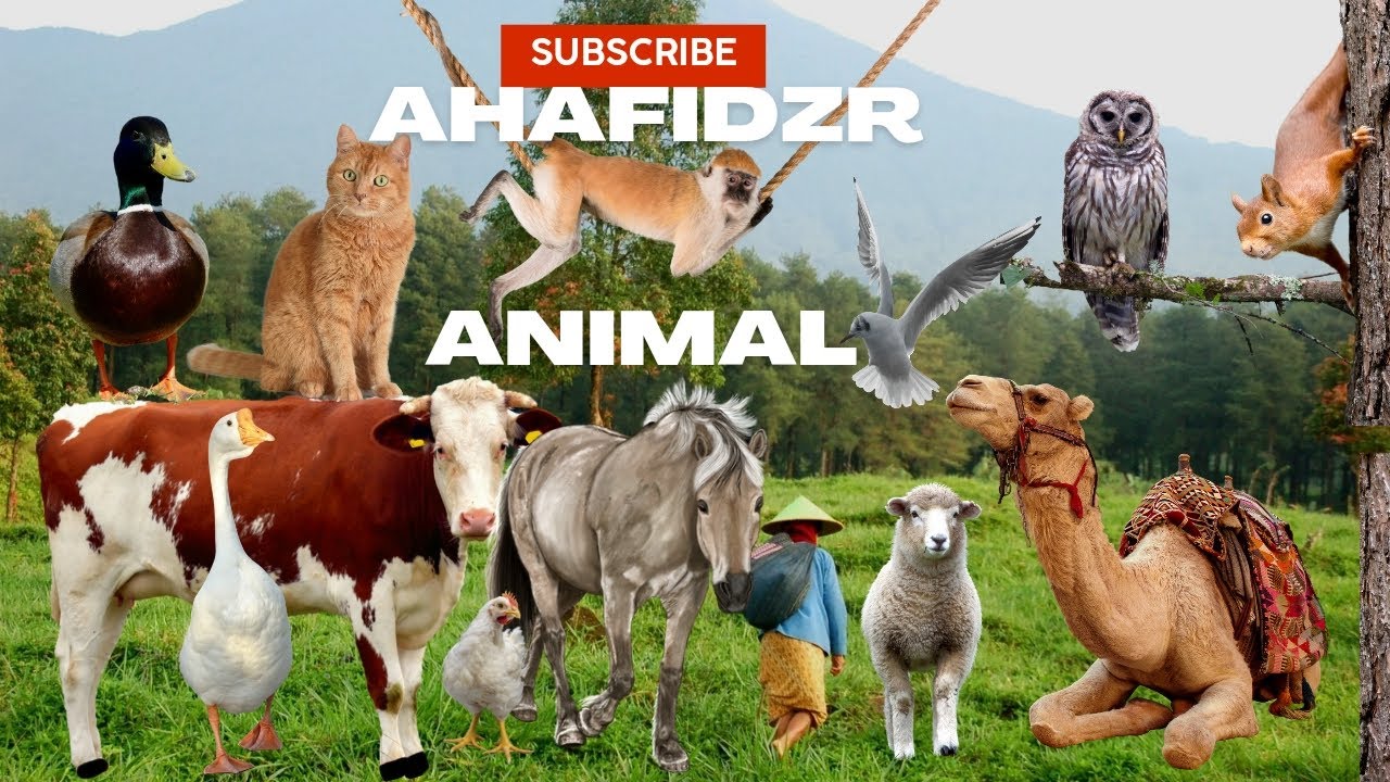 kumpulan hewan, sapi, kambing, kuda, unta, burung, bebek, angsa, kucing ...