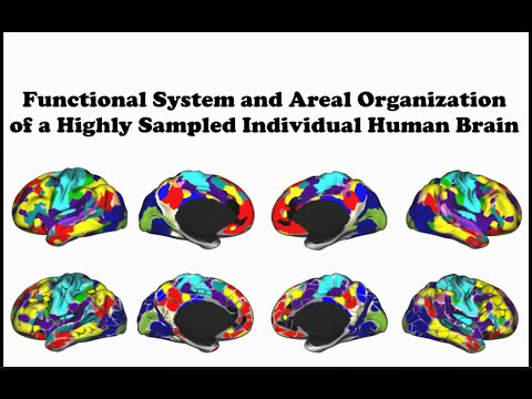 Functional Organization of an Individual Human Brain - YouTube
