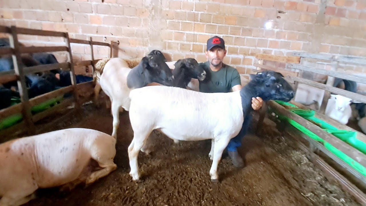 VAL DA FEIRA DE CAPRINOS E OVINOS DE DOIS RIACHOS ALAGOAS NORDESTE ...