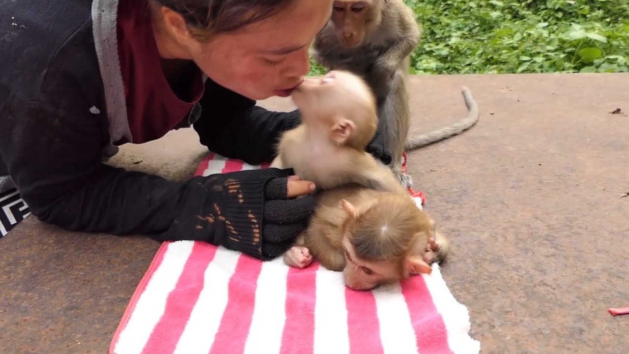 Heartbreaking Reactions of 2 Abandoned Monkeys: Watch Them Face the ...