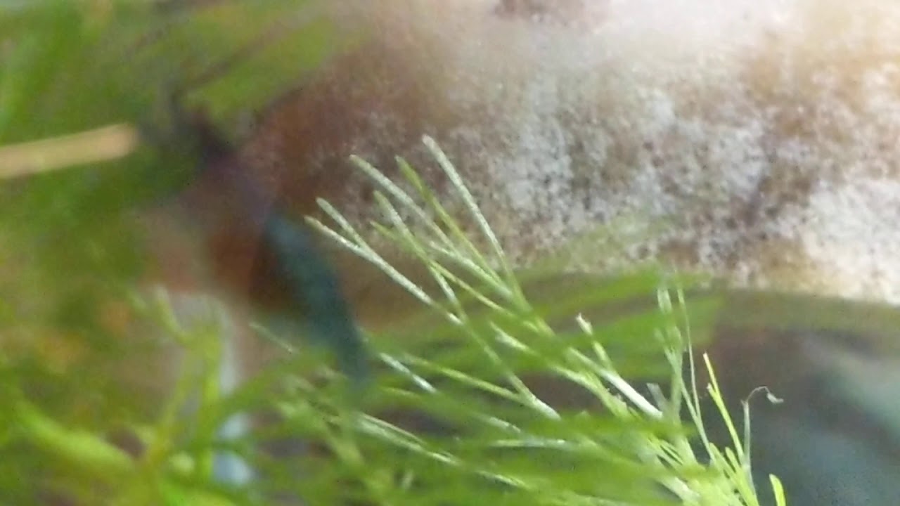 Freshwater blue shrimp with eggs - YouTube