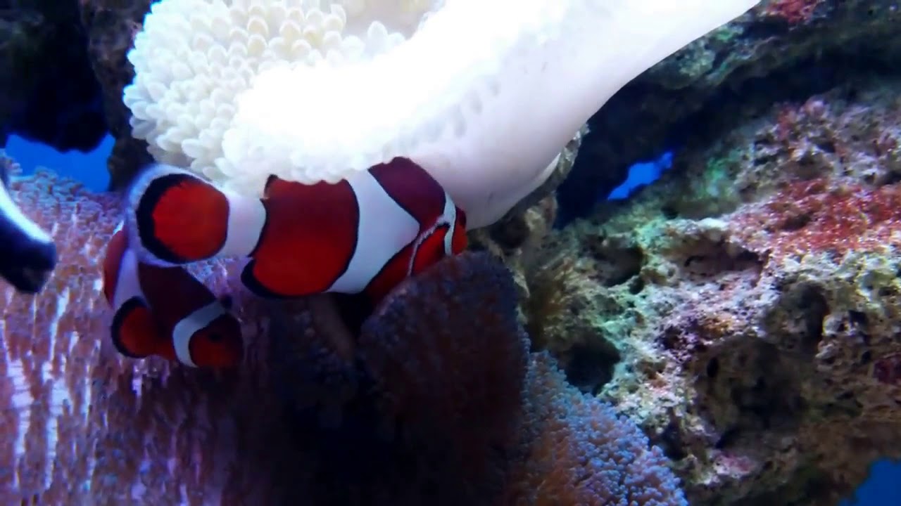 Al-Qur'an untuk anak Abah Ayah Zuj 30 - 78, An Naba ikan Nemo for kids ...