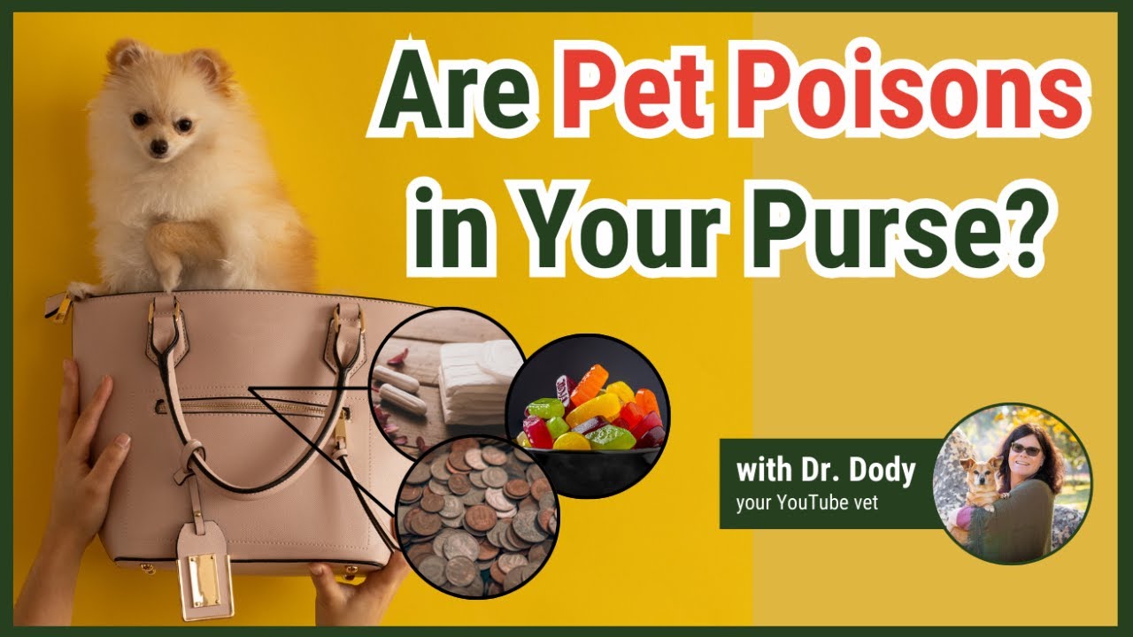 What Purse Items Are Toxic To Your Pet? - YouTube