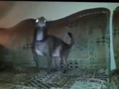 Twerking dogs compilation 2014 - YouTube